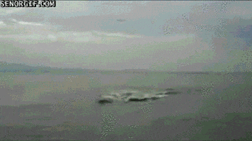 We Are Going To Need A Bigger Boat GIFs - Get the best GIF on GIPHY