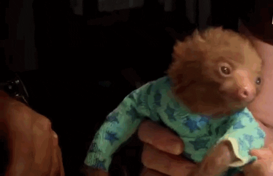 Sloth GIF - Find & Share on GIPHY