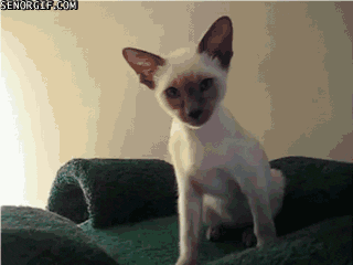 Cats Faces GIF by Cheezburger - Find & Share on GIPHY