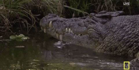 Alligator GIF by National Geographic Channel - Find & Share on GIPHY
