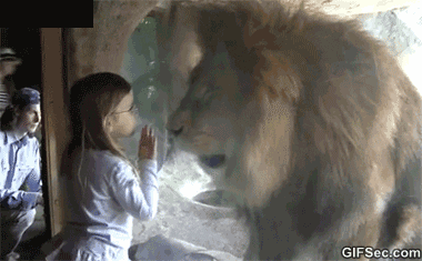 Lion GIF - Find & Share on GIPHY