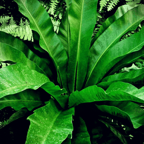 Sticker Plants GIF by AquariumMe - Find & Share on GIPHY