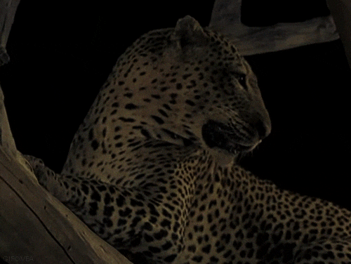 Leopard Loop GIFs - Find & Share on GIPHY