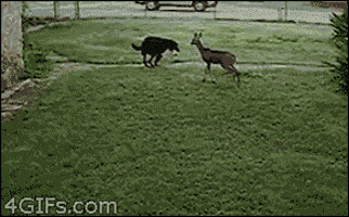 Deer GIF - Find & Share on GIPHY