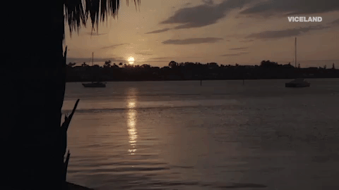 Florida GIF by DOPESICK NATION - Find & Share on GIPHY