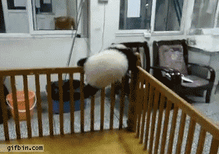 Panda Escape GIF - Find & Share on GIPHY