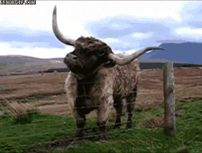 Isdancing GIFs - Get the best GIF on GIPHY