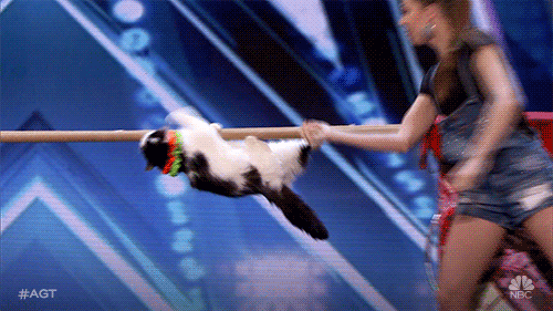 GIF by America's Got Talent - Find & Share on GIPHY