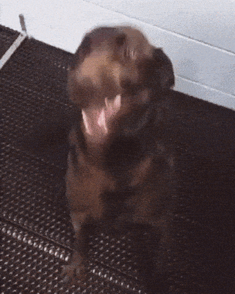 Chocolate Lab GIFs - Find & Share on GIPHY