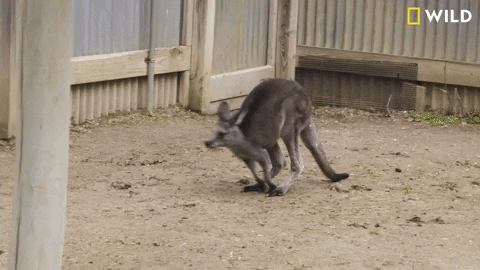 Columbus Zoo Kangaroo GIF by Nat Geo Wild - Find & Share on GIPHY