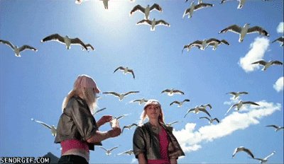 Birds Flying GIF by Cheezburger - Find & Share on GIPHY