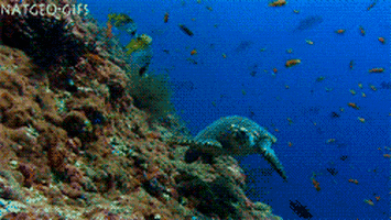 Ocean Fish Animated Gifs Underwater Amazing Pictures