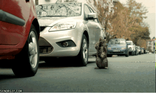 Cat Directing GIF - Find & Share on GIPHY