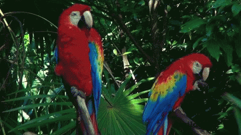 Wild GIF - Find & Share on GIPHY