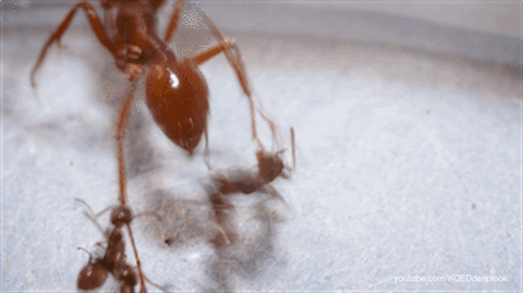 Ant GIF - Find & Share on GIPHY