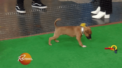 Excited Dog GIF by Rachael Ray Show - Find & Share on GIPHY