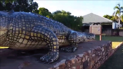 Crocodile GIF - Find & Share on GIPHY
