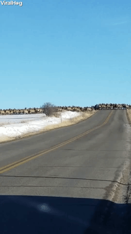 Elk Wtf GIF by ViralHog - Find & Share on GIPHY