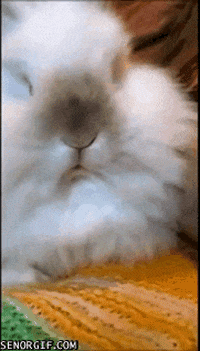 Rabbits GIF by Cheezburger - Find & Share on GIPHY