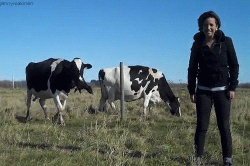 Cow Gif