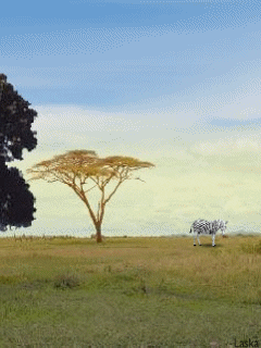 Savannah GIF - Find & Share on GIPHY