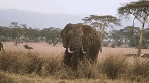 Kenya Beautiful Nature Africa GIFs - Find & Share on GIPHY