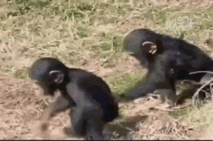 Behaviour GIFs - Find & Share on GIPHY