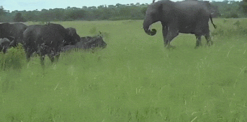 Buffalo Soldier GIFs - Find & Share on GIPHY