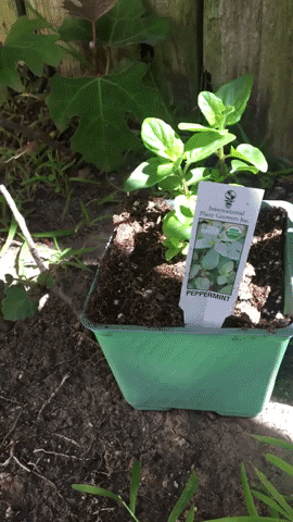 Plant A Seed Earth GIF by Cloud9 - Find & Share on GIPHY