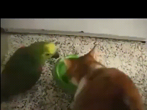 Eat GIF - Find & Share on GIPHY