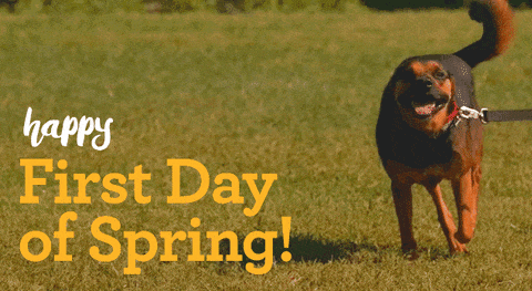 Dog Running GIF by Nebraska Humane Society - Find & Share on GIPHY