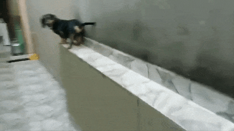 Ledge Gifs Wifflegif