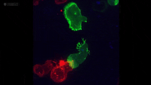 Tcells GIFs - Find & Share on GIPHY