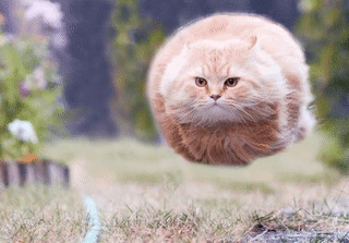 Cat Rage GIF - Find & Share on GIPHY