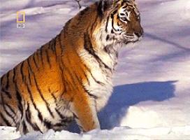 Siberian Tiger GIFs - Find & Share on GIPHY