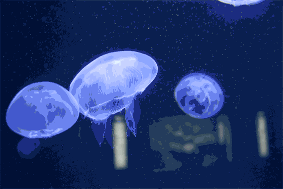 Jellyfish GIFs - Find & Share on GIPHY