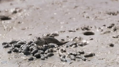 Burrow S Find And Share On Giphy