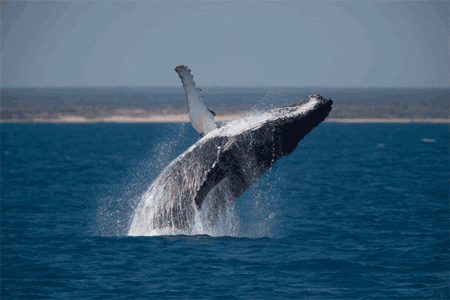Whale GIFs - Find & Share on GIPHY