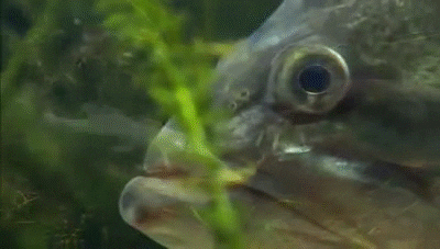 Bass GIF - Find & Share on GIPHY