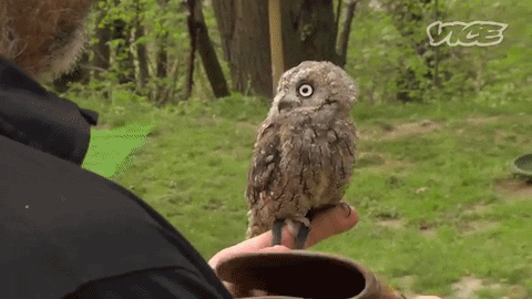 Scared Owl GIF by VICE Media Spain - Find & Share on GIPHY