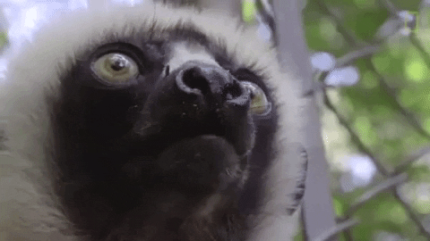 National Geographic Lemur GIF by Nat Geo Wild - Find & Share on GIPHY