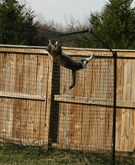 Fence GIF - Find & Share on GIPHY