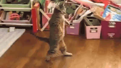 Cat Go GIF - Find & Share on GIPHY