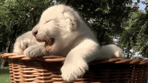 Yawning Lion Gif