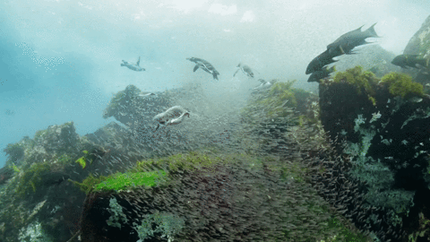 Biodiversity GIFs - Find & Share on GIPHY