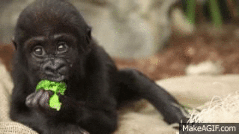 Gorilla Tag GIF Wallpaper Gorilla Tag GIF Wallpaper