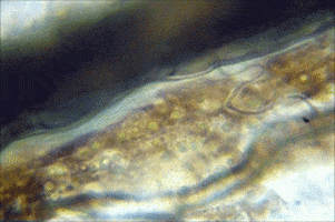 Digestive System GIFs - Get the best GIF on GIPHY