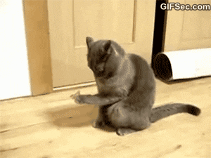 Cat Tape GIF - Find & Share on GIPHY