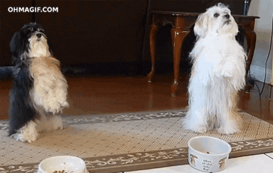Dogs Praying GIF - Find & Share on GIPHY