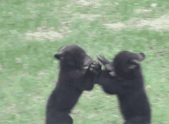 Bear Fighting GIF - Find & Share on GIPHY